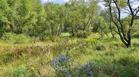 World Wetlands Day Wetland Restoration