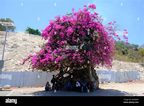 Indonesia Alor Island Huge Blooming Paper Flower Tree At The Airport