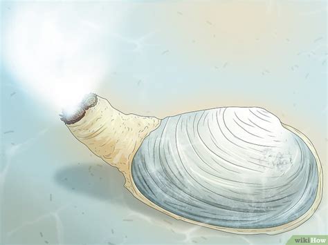 How Do Clams Reproduce Fertilization Life Cycle And More