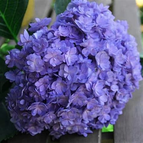 Hydrangea Seed Unlock Natures Beauty