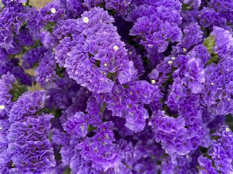 꽃 보라색 식물 Pixabay의 무료 사진 Pixabay