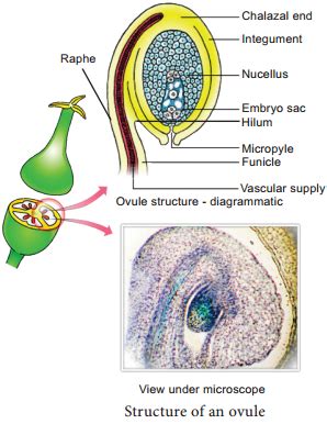 Pre Fertilization Structures And Events
