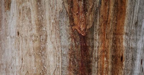 About Insights On Nature