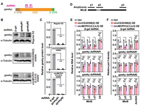 Nucleic Acids Res丨环状rna调控染色质定位rbp的新机制 Circrna论坛