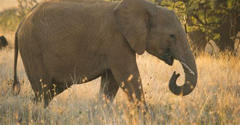 African Bush Elephant The Nature Conservancy