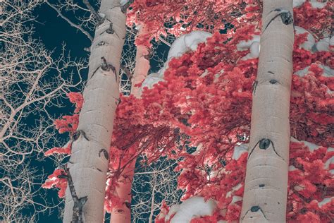 Bradley G Munkowitz Infrared Gallery Infrared Conversions Ir Modifications And Photography