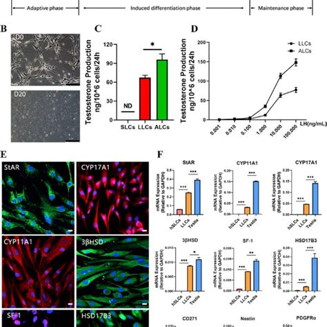 Crispr Dcas9 Sam System And Experimental Procedures A Schematic Of