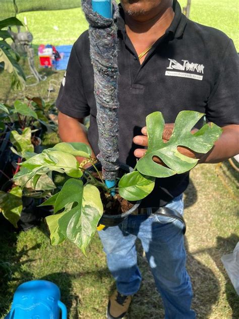 Rhaphidophora Tetrasperma Variegated 3 4 Leaves 6 Pot Greenboog