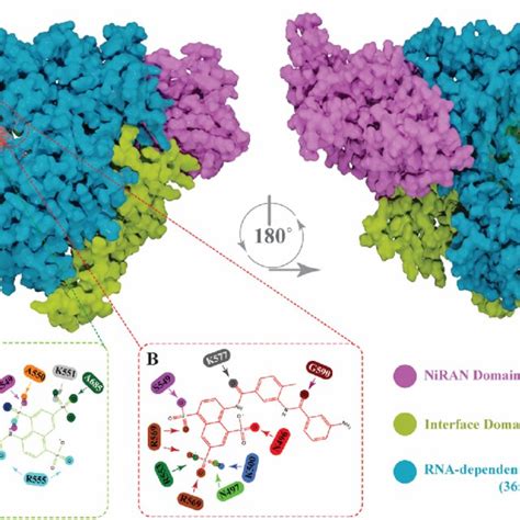 Root Mean Square Deviation Rmsd Of Apo Rdrp Pdb Id 7bv1