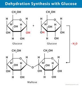 Dehydration Synthesis Definition Examples And Equations
