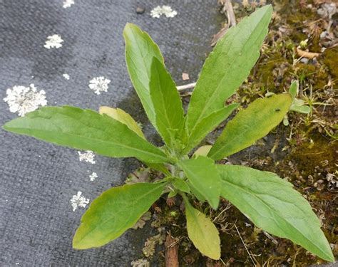 Broad Leaved Fleabane In Lawns Weed Guide Nzla