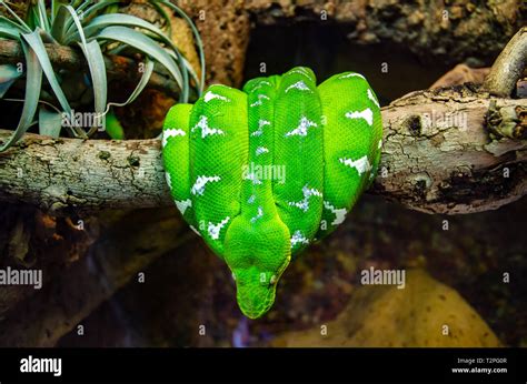 Emerald Tree Python