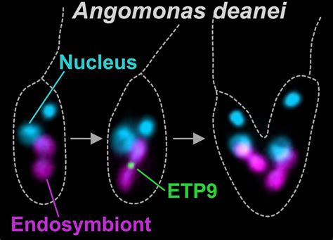 How An Organelle Evolves In Symbiosis With A Cell Intermediate Stage