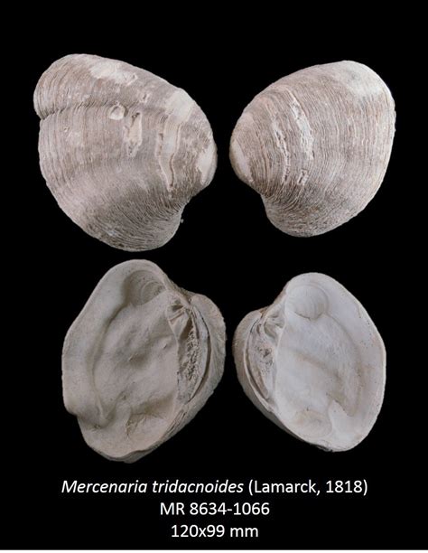 Mercenaria Tridacnoides Bivalves The Fossil Forum