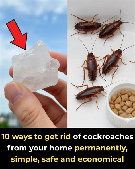 10 Ways To Get Rid Of Cockroaches From Your Home Permanently Simple