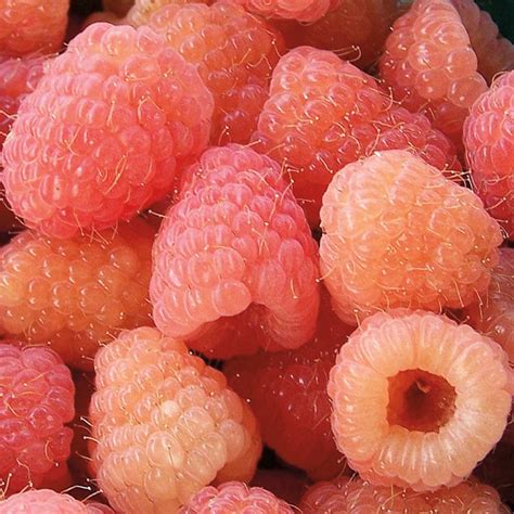 3 Raspberry Plants Double Gold Sweetest In Flavor Everbearing High