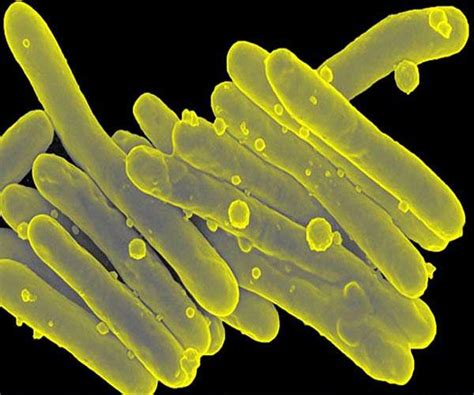 Unprecedented Case Series Advances Promise Of Phage Therapy