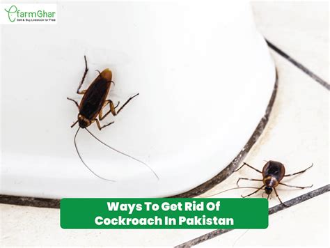 Buy And Sell Livestock For Free Farmghar