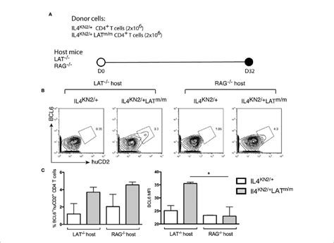 B Cells Are Important For Maintaining Bcl6 Expression In Tfh Cells Download Scientific