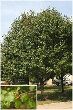 Trees That Smell Like Semen Chris A Matenaers