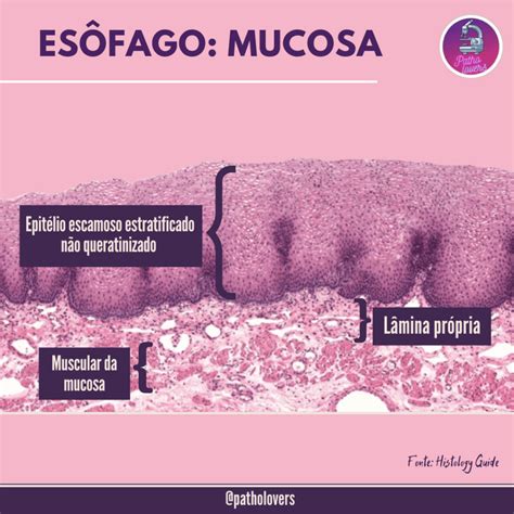 Histologia Esôfago Patholovers