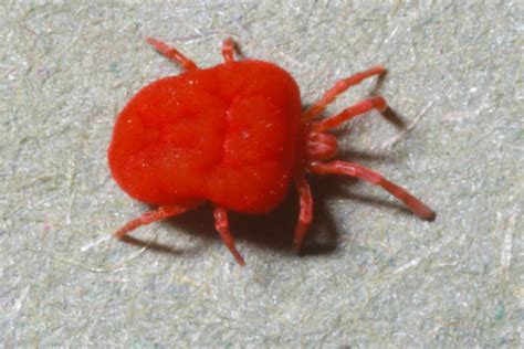 Austin Chiggers Pest Control And Exterminator Stride Pest Control