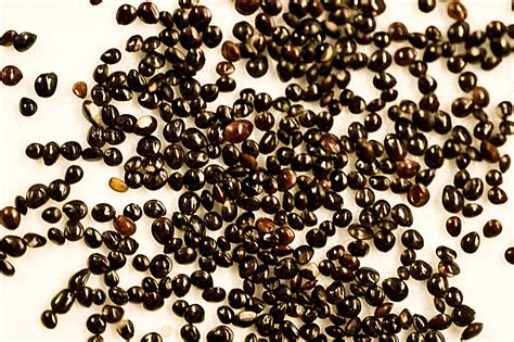 Turnerseed Redroot Pigweed Native