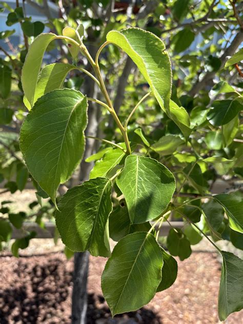 I Need Callery Pear Tree Helpim Dying Rlawncare