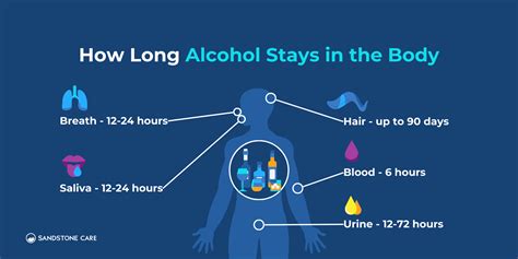 How Long Does Alcohol Stay In Your System Key Facts