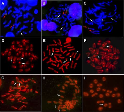 Alternative lengthening of telomeres in normal mammalian somatic cells