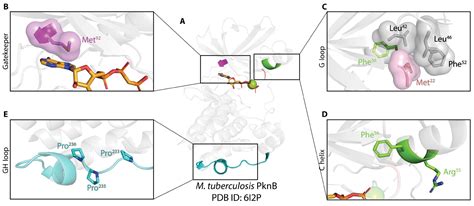 Kinase Enzymes Exist Throughout Tree Of Life—those Found In Bacteria