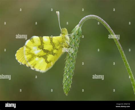 Moroccan Moroccan Orange Tip Anthocharis Belia Adult Female