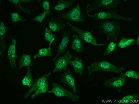 Ago2 Antibody Cl488 67934 Proteintech