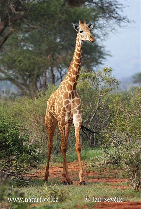 Giraffa Camelopardalis Tippelskirchi Pictures Masai Giraffe Images