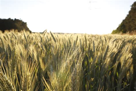 보 리 밭 곡물 농업 Pixabay의 무료 사진 Pixabay