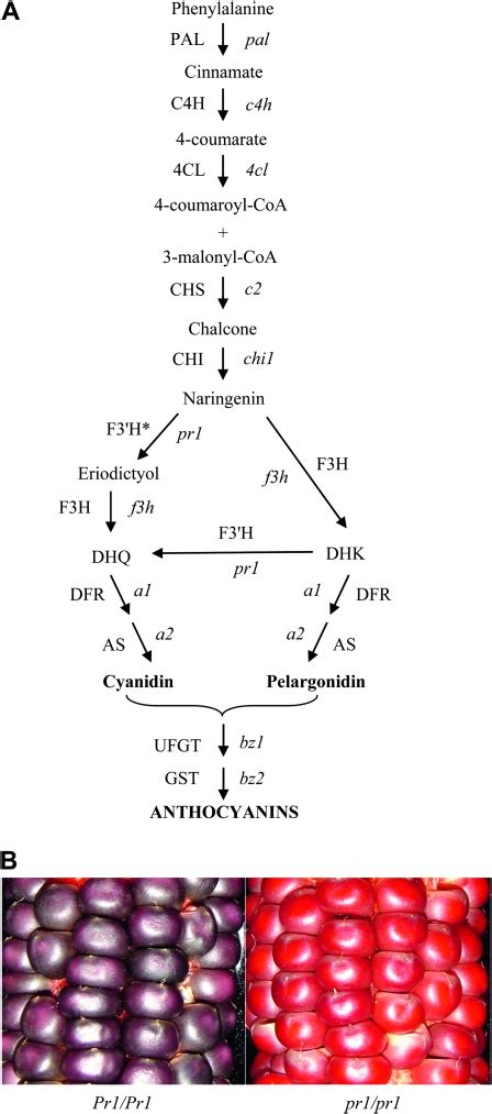 Gene Effecting Kernal Colour In Maize Researchgate