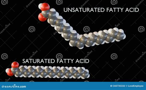 Saturated And Unsaturated Fatty Acids Triglyceride Triacylglycerol