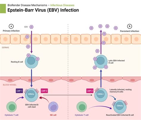 Epstein Barr Virus Ebv Infection Biorender Science Templates