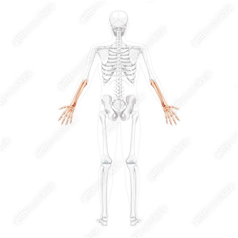 Skeleton Forearms Human Ulna Radius Hand Back View With Two Arm Poses