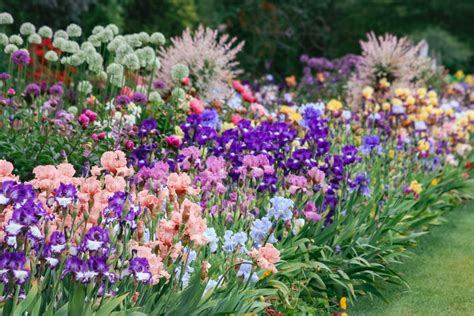 Bearded Iris Height Shop Bearded Iris By Height Schreiners Gardens