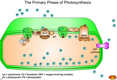 Biochemie Vzdělávací Portál Metabolismus