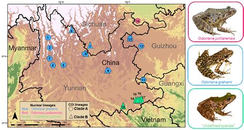 Figure 1 From Historical Mitochondrial Genome Introgression Confounds Species Delimitation