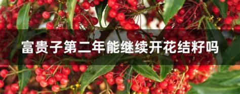 富贵子一年开几次花？第二年能继续开花结籽吗？ 养花知识 绿植迷