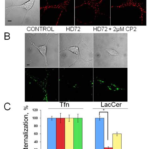 Treatment With Cp2 Restores Caveolin Related Endocytosis Inhibited By