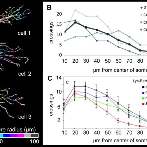 Astrocyte Models Allow 3d Sholl Analysis 731 Download Scientific Diagram