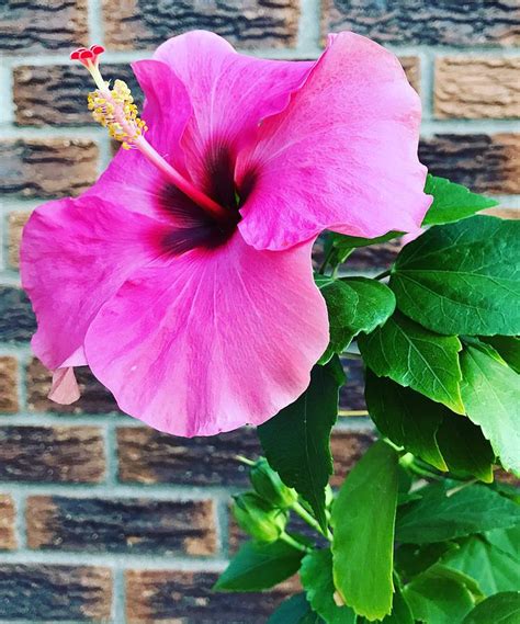 Love Of Hibiscus Photograph By Sheila Patton Fine Art America
