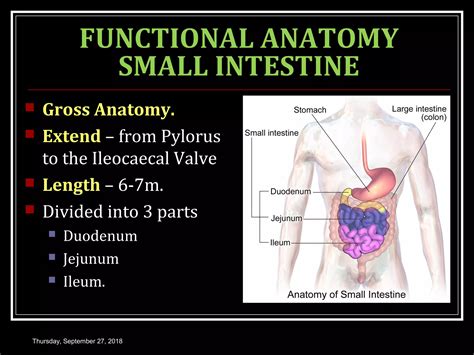Small Intestine And Large Intestine Ppt