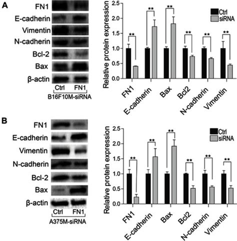 Full Article Fibronectin 1 Promotes Melanoma Proliferation And
