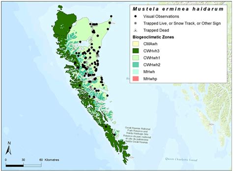 Cosewic Assessment And Status Report On The Ermine Haidarum Subspecies