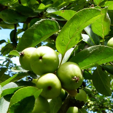 Siebolds Crab Malus Sieboldii Plant Care And How To Grow Water